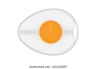 Bird Egg Structure Vector Illustration Stock Vector Royalty Free Shutterstock