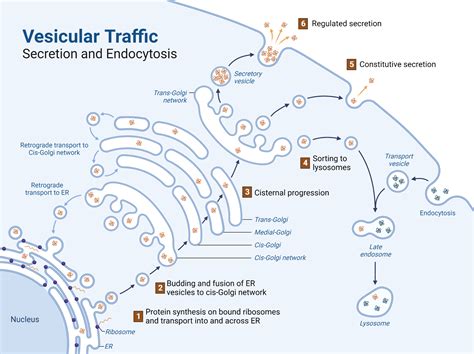 Vesicular Traffic Biorender Science Templates
