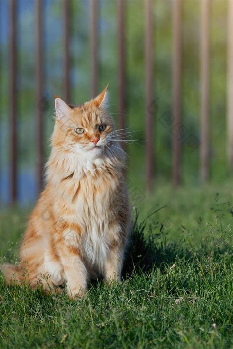 缅因浣熊猫 包图企业站