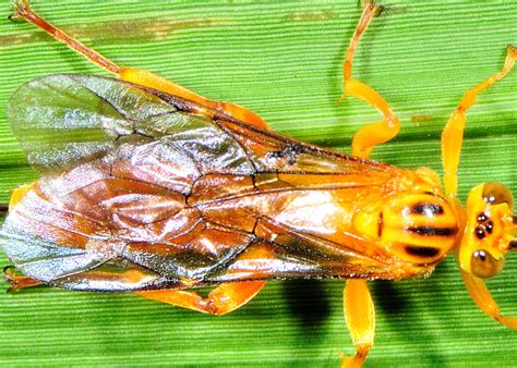Yellow Ichneumon Wasp Xanthopimpla Sp