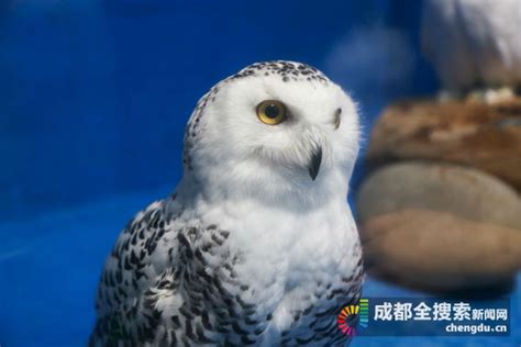 哈利波特同款猫头鹰 “直飞”成都 海洋馆赞成都通关速度