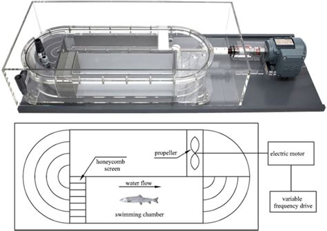 Effects Of Total Dissolved Gas Supersaturation On The Swimming
