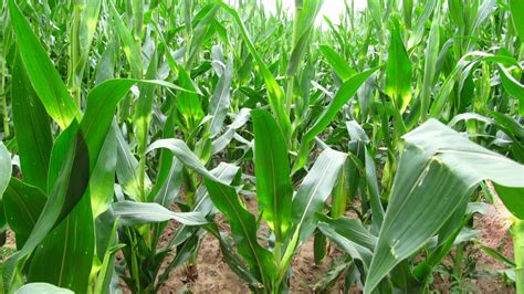 玉米田苗后农药混用大忌有机磷杀虫剂和除草剂混用 张学宗专栏 191农资人 农技社区服务平台