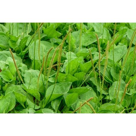 Beautiful Clustered Flowers F1 And F2 Seeds