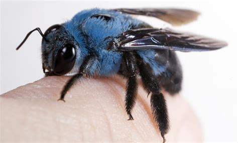 This Incredible Blue Bee Is Sure To Cheer Up Your Day