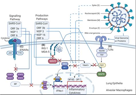 Schematic Representation Depicting Ifn‐i Production And Signaling Download Scientific Diagram