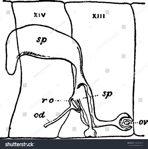 12 Reproductive System Earthworm 图片、库存照片和矢量图 Shutterstock