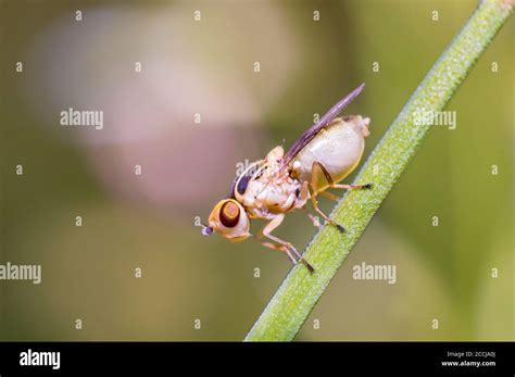 Little White Albino Fly On A Blade Of Grass In The Season Garden Stock