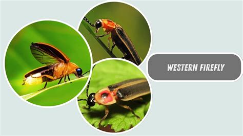 21 Types Of Fireflies Identification With Images And Names