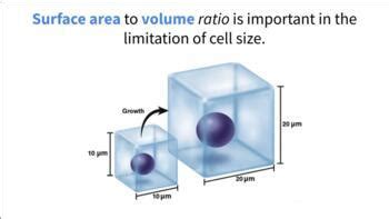 Ib Biology Cell Biology 11 Video Lecture Student Handout Video Link