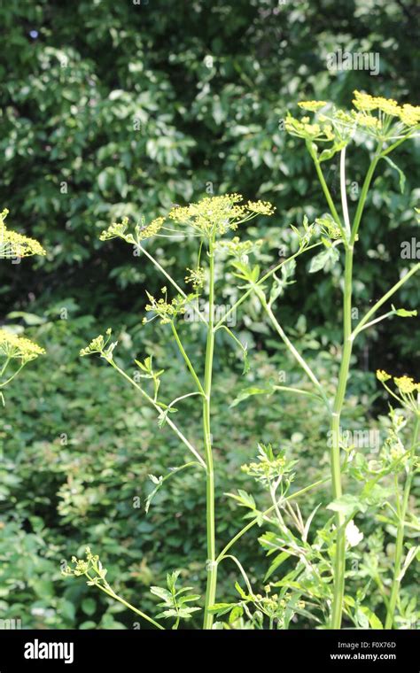 Yellow Head Wild Parsnip Pastinaca Sativa Weed In Poisonous Stage Growing In A Conservation