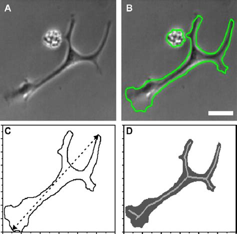 Illustration Of Automated Cell Morphometry To Analyze Cell Morphology Download Scientific