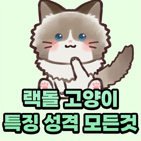 랙돌고양이 성격 특징 4가지 유전질환 까지 포에버캣