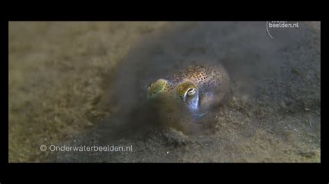 Ch 12 Lec 3 Cephalopod Maintenance Functions Reproduction And Development Youtube