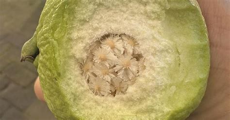 Took A Bite Of A Guava And It Looks Like Its Full Of Small Flowers On