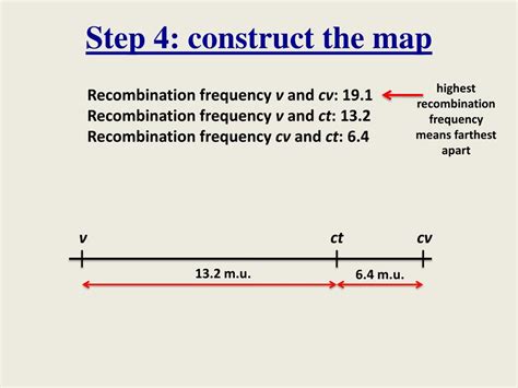 Ppt Lecture 7 Recombination Mapping Powerpoint Presentation Free Download Id 2449364