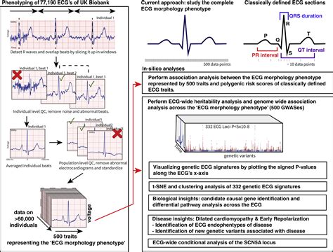 The Genetic Makeup Of The Electrocardiogram Cell Systems