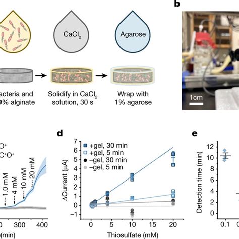 Encapsulation Of A Living Electronic Sensor Enables Rapid Detection And