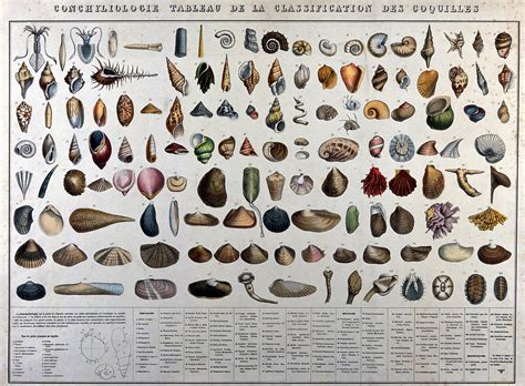 Shell Classification Chart A Visual Reference Of Charts Chart Master