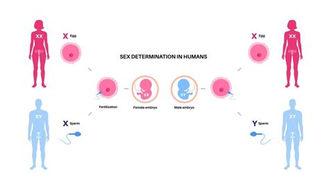 Premium Vector Sex Determination In Humans Male And Female Sperm And