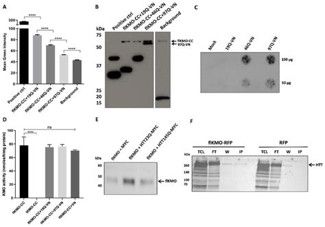 Cellular Localisation Of Bifc Complexes In Live Hek293t Cells Using