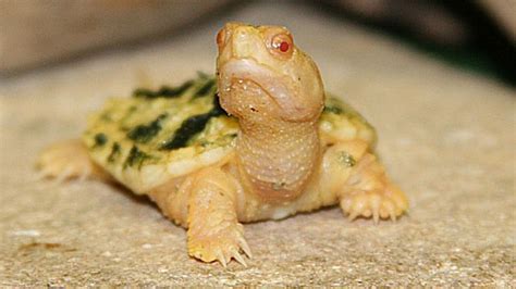 Изключително рядка костенурка се излюпи във Франция снимка Новинибг