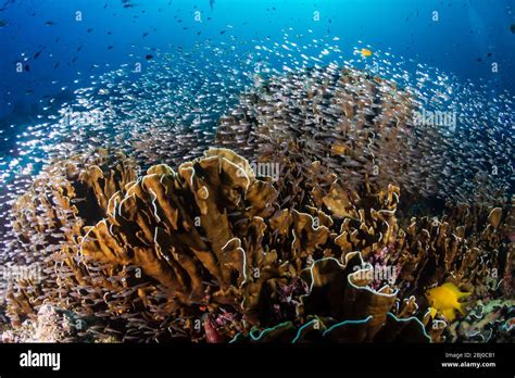 Tropical Fish And Glassfish Around Thriving Colorful Hard Corals On A