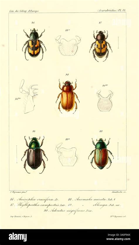 Genera Des Coléoptères Deurope Paris Chez A Deyrolle1857 1868