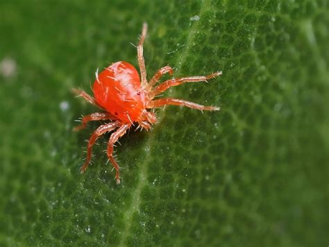 Best Spider Mites Treatment For Plants Best 3 Home Remedies