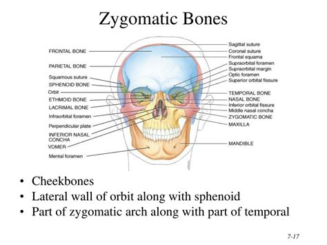 Ppt Chapter 7 The Skeletal System The Axial Skeleton Powerpoint