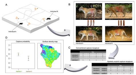 The Capture Recapture Approach To Camera Trapping Camera Traps Are Set Download Scientific