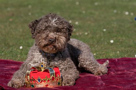 Royal Searches For Striking Italian Breed The Lagotto Romagnolo
