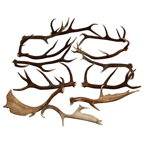 Set Of Massive Elk Antlers At 1stdibs