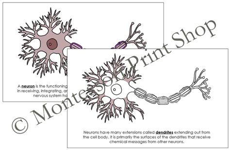 Parts Of A Neuron Book Montessori Nomenclature Made By Teachers