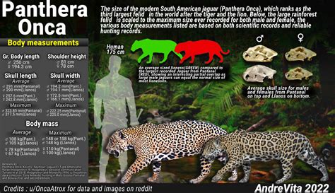 Panthera Onca South American Jaguar Size Chart By Jokerlucille666 On