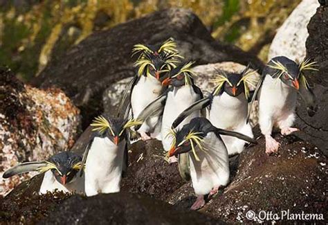 Northern Rockhopper Penguin