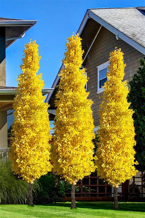 Evergreen Trees That Grow Well In Colorado