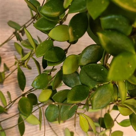 Hoya Pubera Plant And Interieur