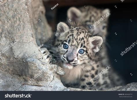 5 080 Cute Snow Leopard Royalty Free Photos And Stock Images Shutterstock