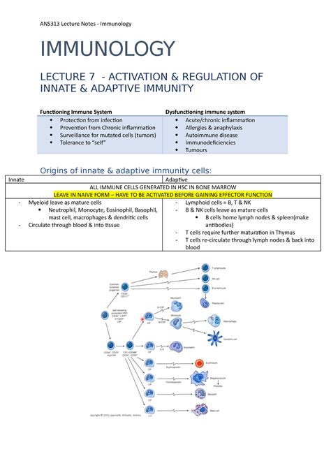 Immunology Lectrue Notes Immunology Lecture 7 Activation
