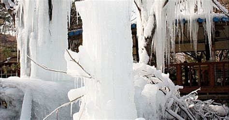 나무에 웬 얼음 기둥이