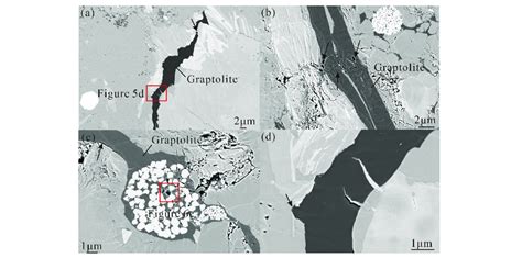 Graptolites Hosted By Wufeng Longmaxi Shale Samples Viewed Using Sem