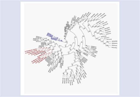 Mitochondrial Coi Barcode Maximum Likelihood Phyml Tree In The Tree Download Scientific