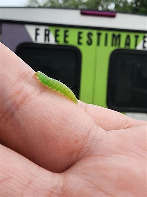 Simple Pest And Termite Solutions Updated June 2025 Edinburg Texas Pest Control Phone