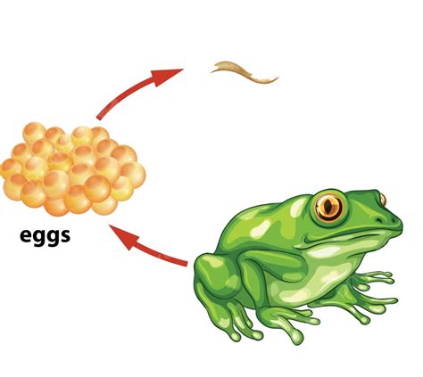 Frog Life Cycle Clipart