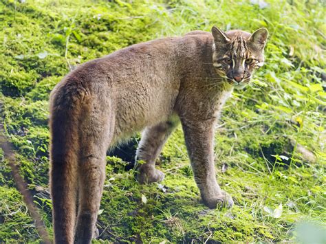Asian Golden Cat Ii Second Picture Of This Feline Sadly I… Flickr