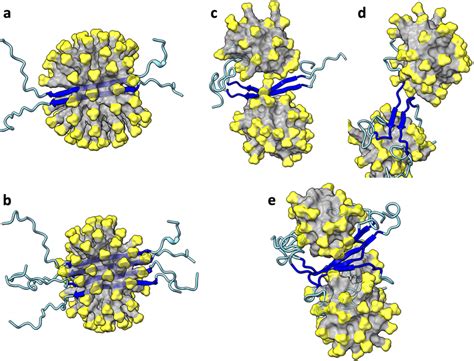Md Simulations Of The Aβ42 Parallel N Sheet Dimer And Tetramer In Sds