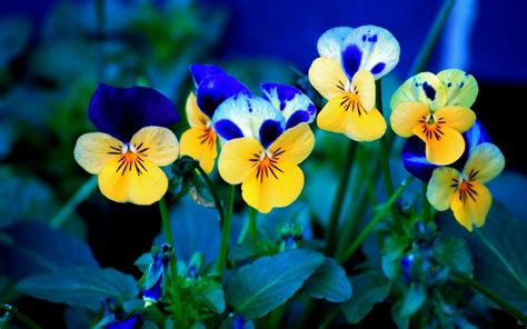 Bing Spring Flowers Wallpapers 4k Hd Backgrounds On Wallpaperbat