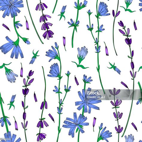 원활한 꽃 벡터 패턴 치 코리 라벤더 꽃 그려진된 화려한 그림 손 백색 꽃 상 추 식물 인사말 카드 의학에 대 한 장식 배경에 고립 된 잉크 스케치 낙서 개화기에 대한 스톡