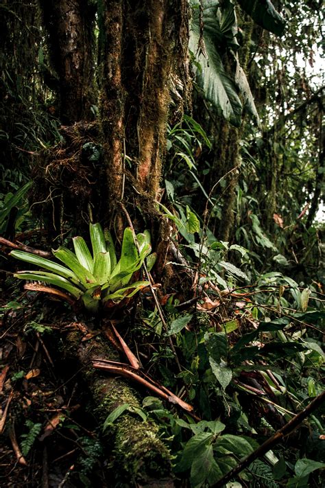 경치가 좋은 고요한 나뭇잎 녹색 녹지 동남아시아 무성한 밀림 밀집한 베르데 비브 란 테 생물 다양성 생태 관광 생태계 생태학의 수직 쐈어 숲